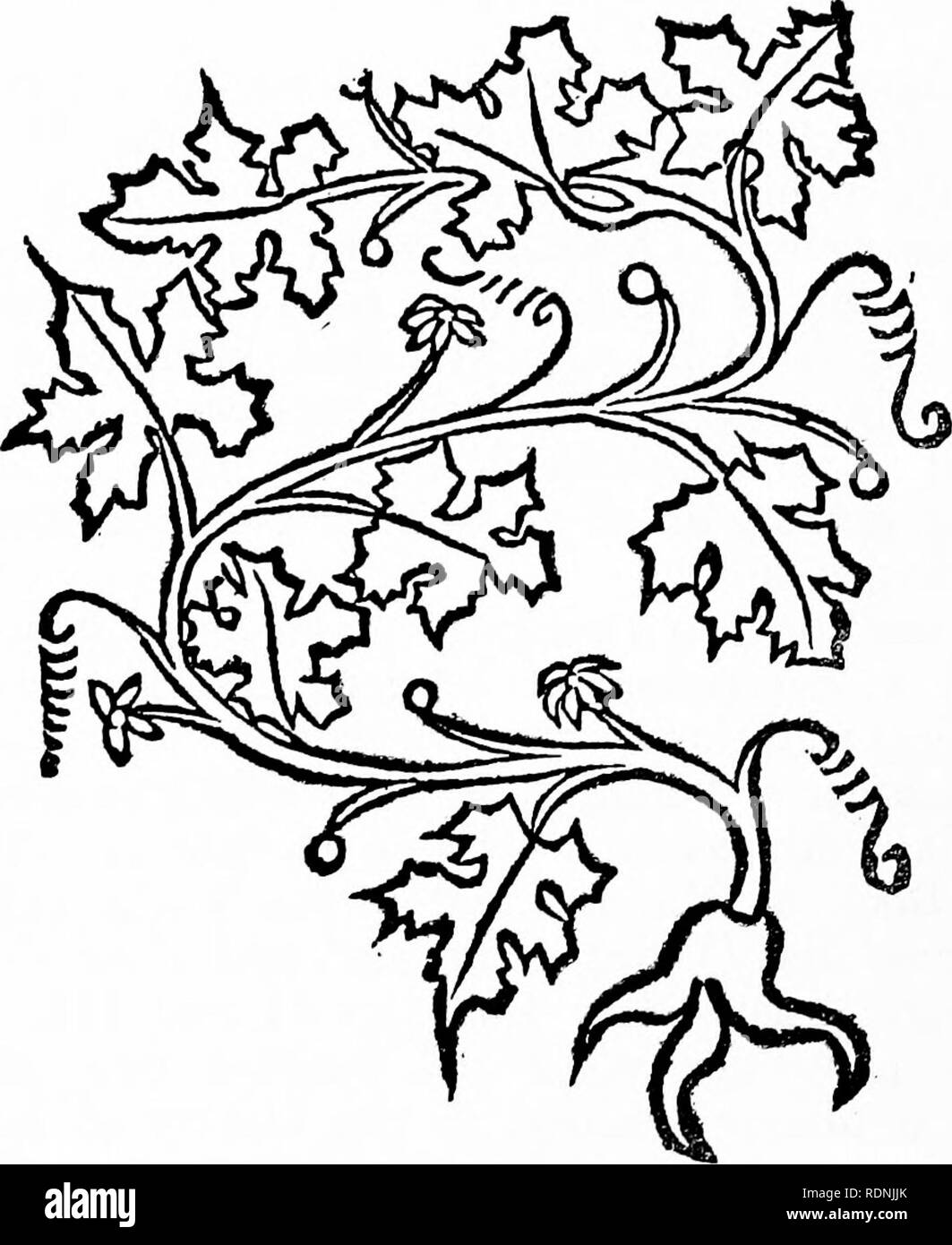 Viola iii Cut Out Stock Images & Pictures - Alamy