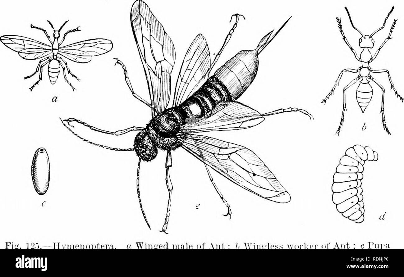 Weapon two insects hi-res stock photography and images - Alamy