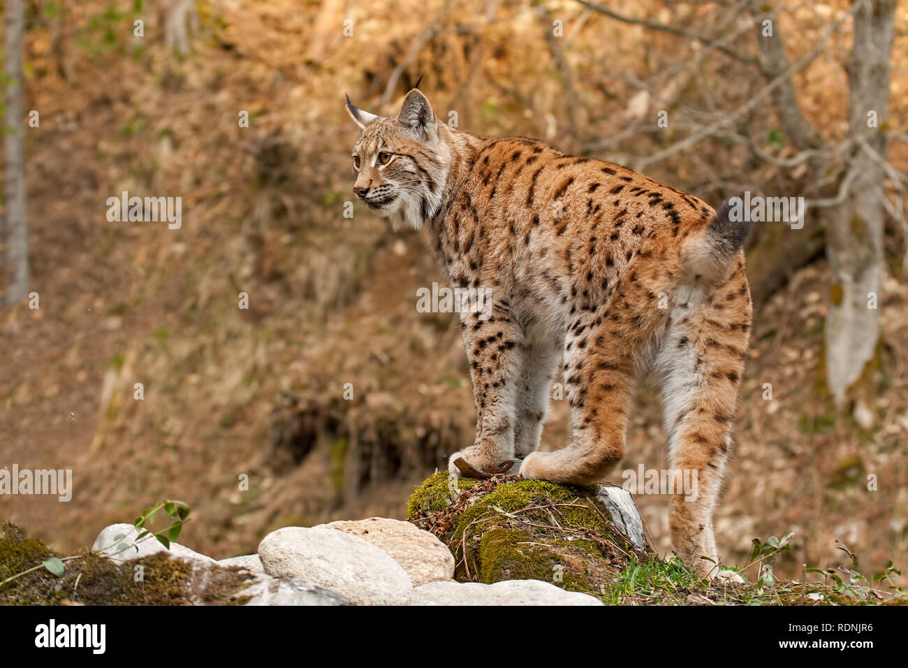 Young lynx standing on hi-res stock photography and images - Alamy