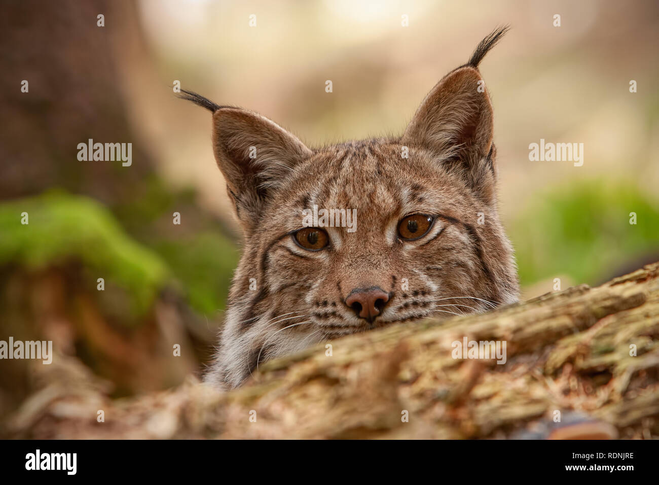 Eurasian lynx lynx lynx hunting hi-res stock photography and images - Alamy