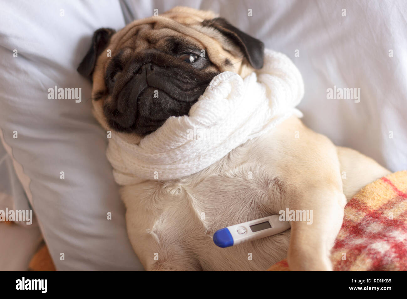 Sad dog pug in checkered blanket is sick and lies with a thermometer ...