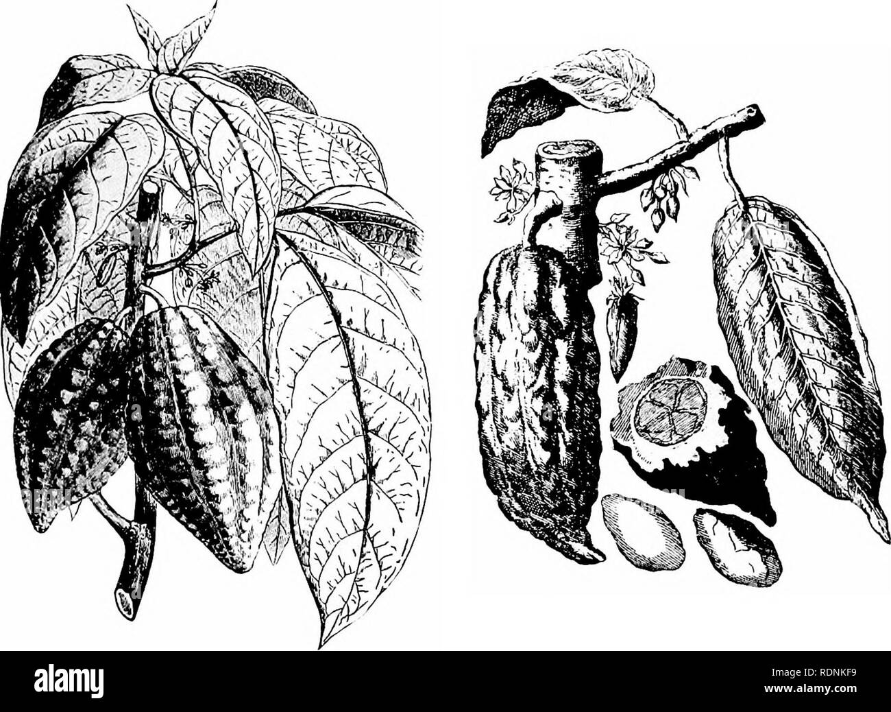 Cocoa tree bearing fruit Black and White Stock Photos & Images - Alamy