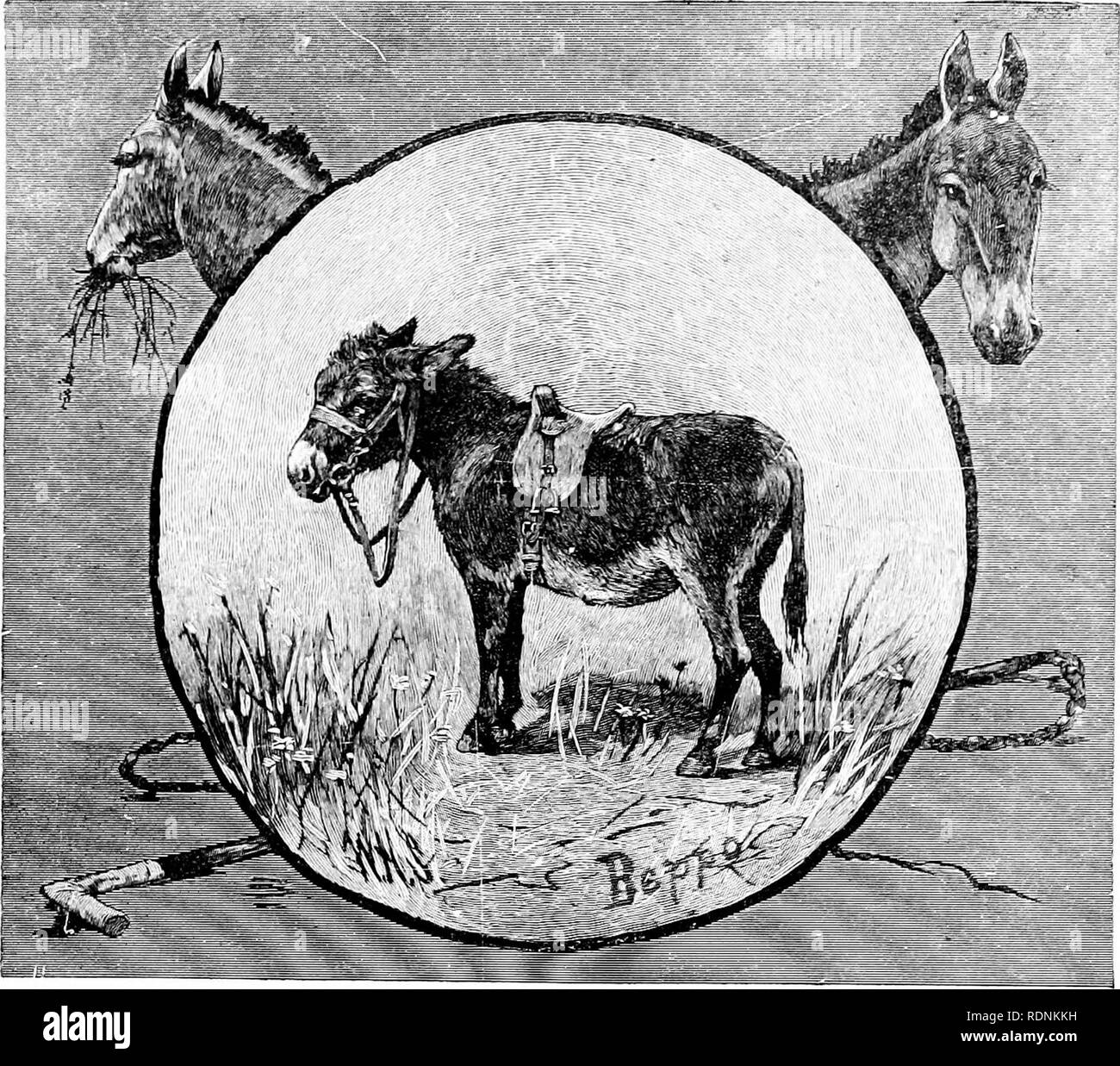 Donkey with big ears Black and White Stock Photos & Images - Alamy