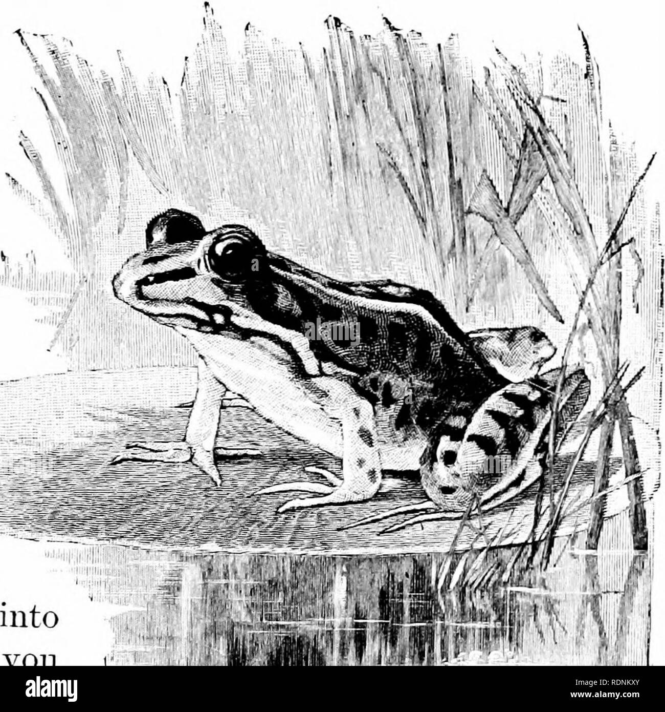 Bullfrog rock Black and White Stock Photos & Images - Alamy