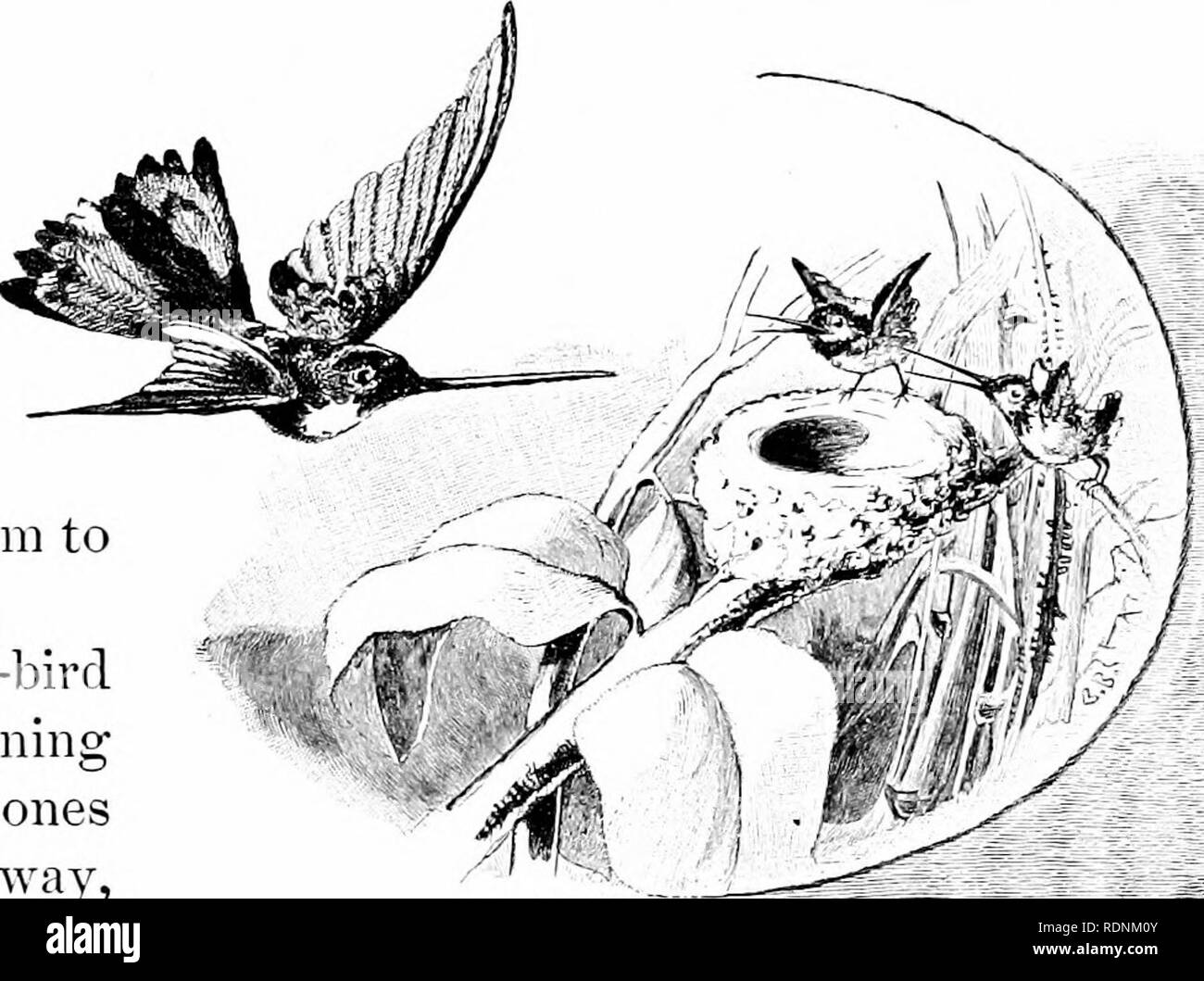 Humming bird young Black and White Stock Photos & Images - Alamy