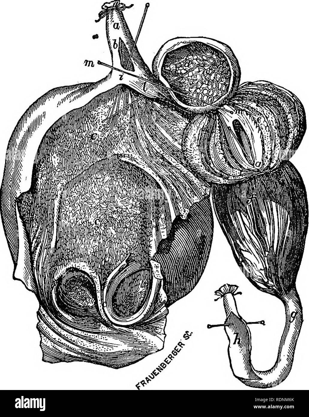Sheep stomachs hi-res stock photography and images - Alamy