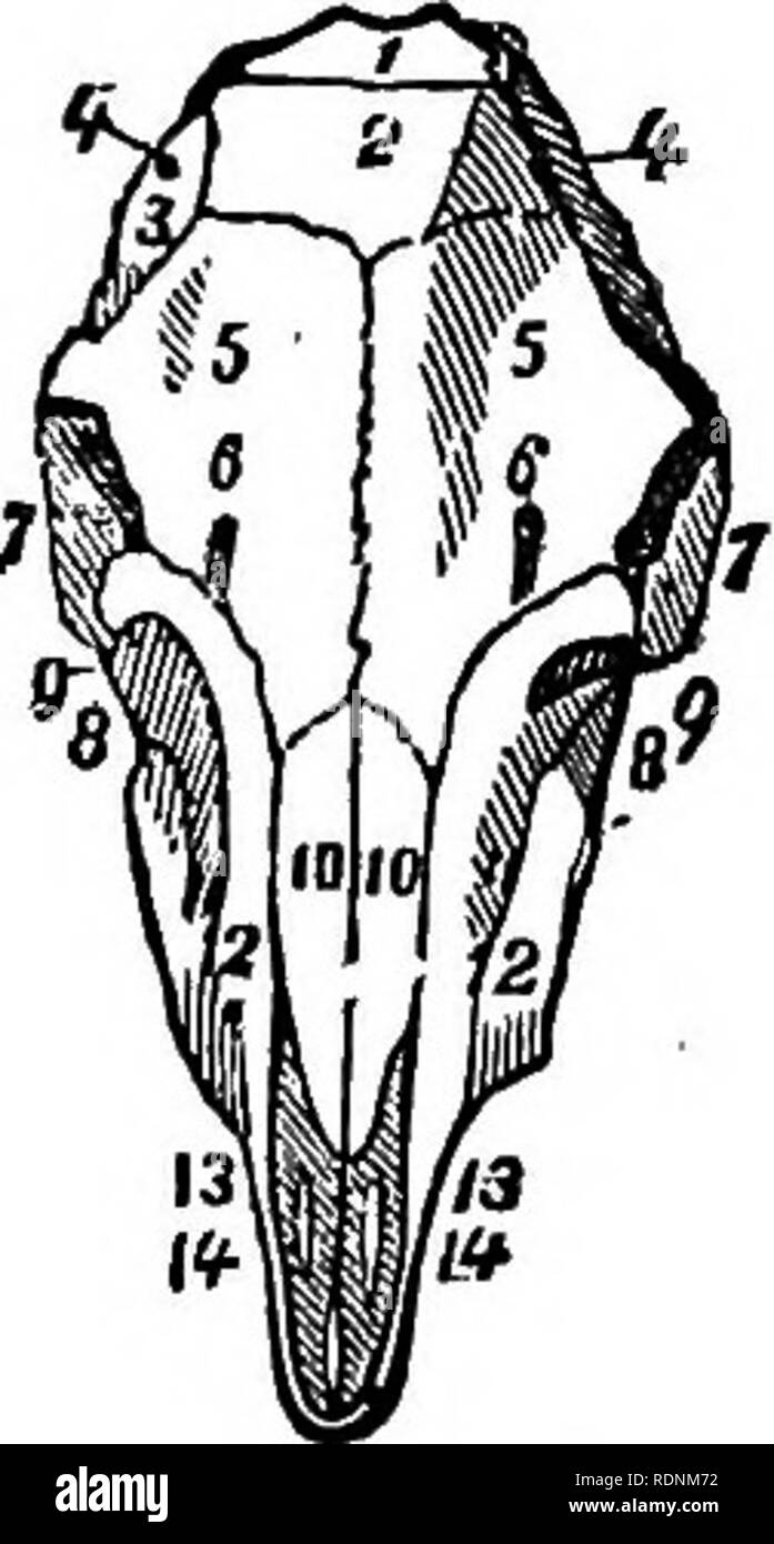 Sheep jaw bone Black and White Stock Photos & Images - Alamy