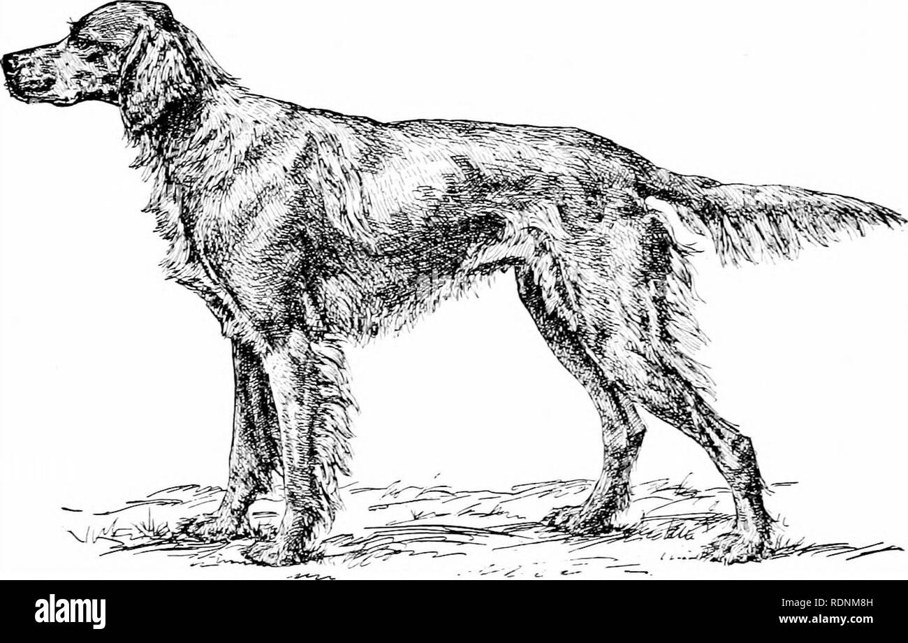 Irish game birds Cut Out Stock Images & Pictures - Alamy