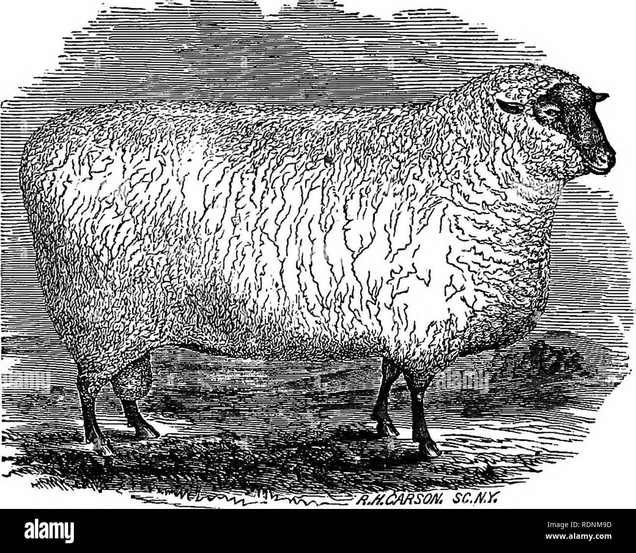 Sheep with full set of horns hi-res stock photography and images - Alamy