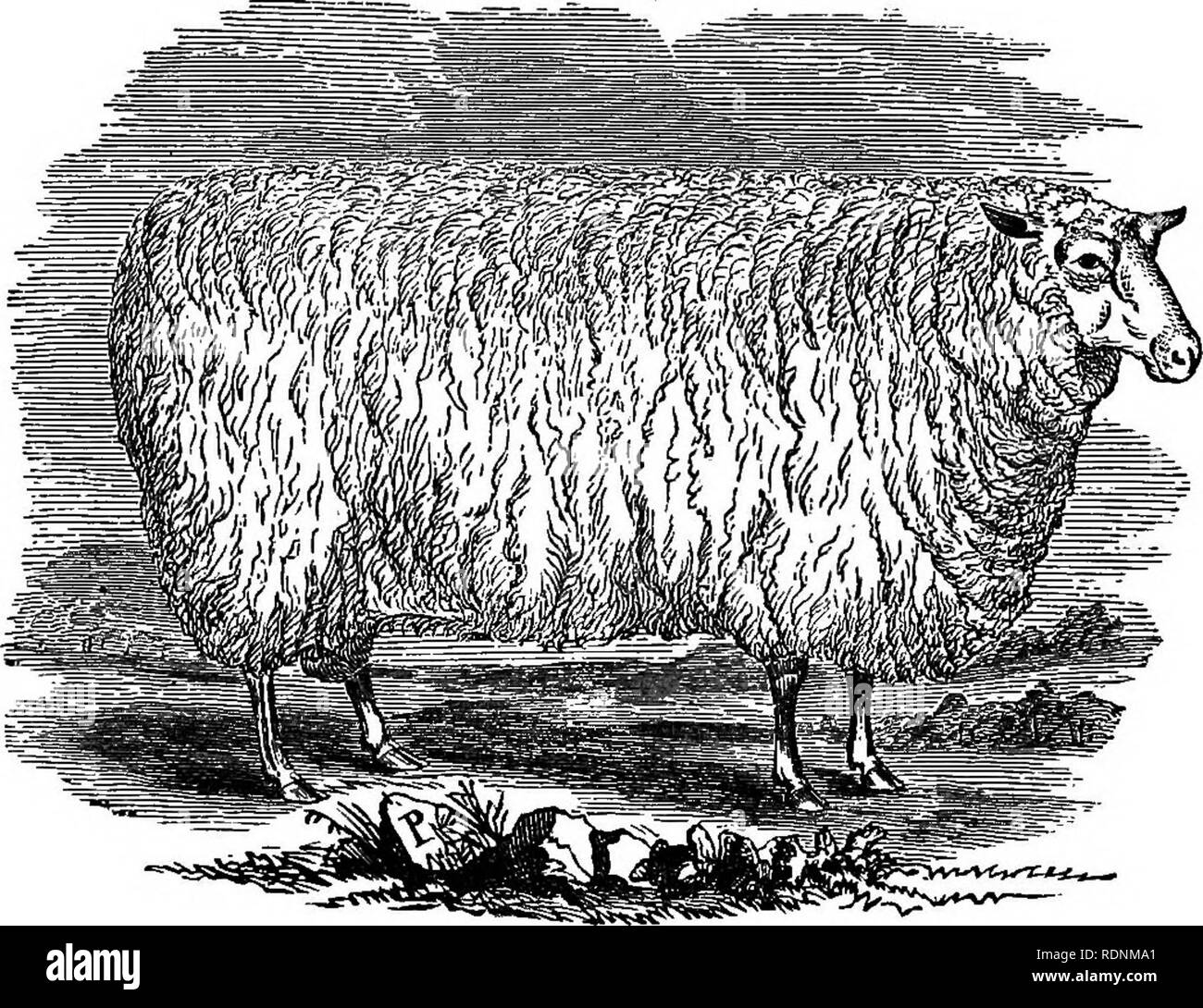 Dishley leicester sheep Black and White Stock Photos & Images - Alamy