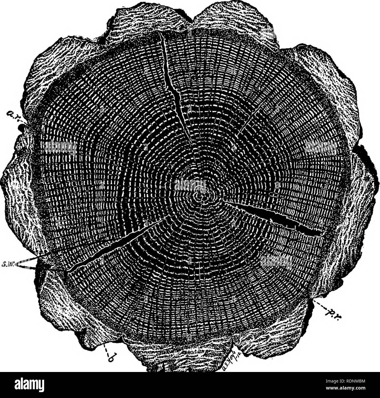 Identifying Chestnut Wood