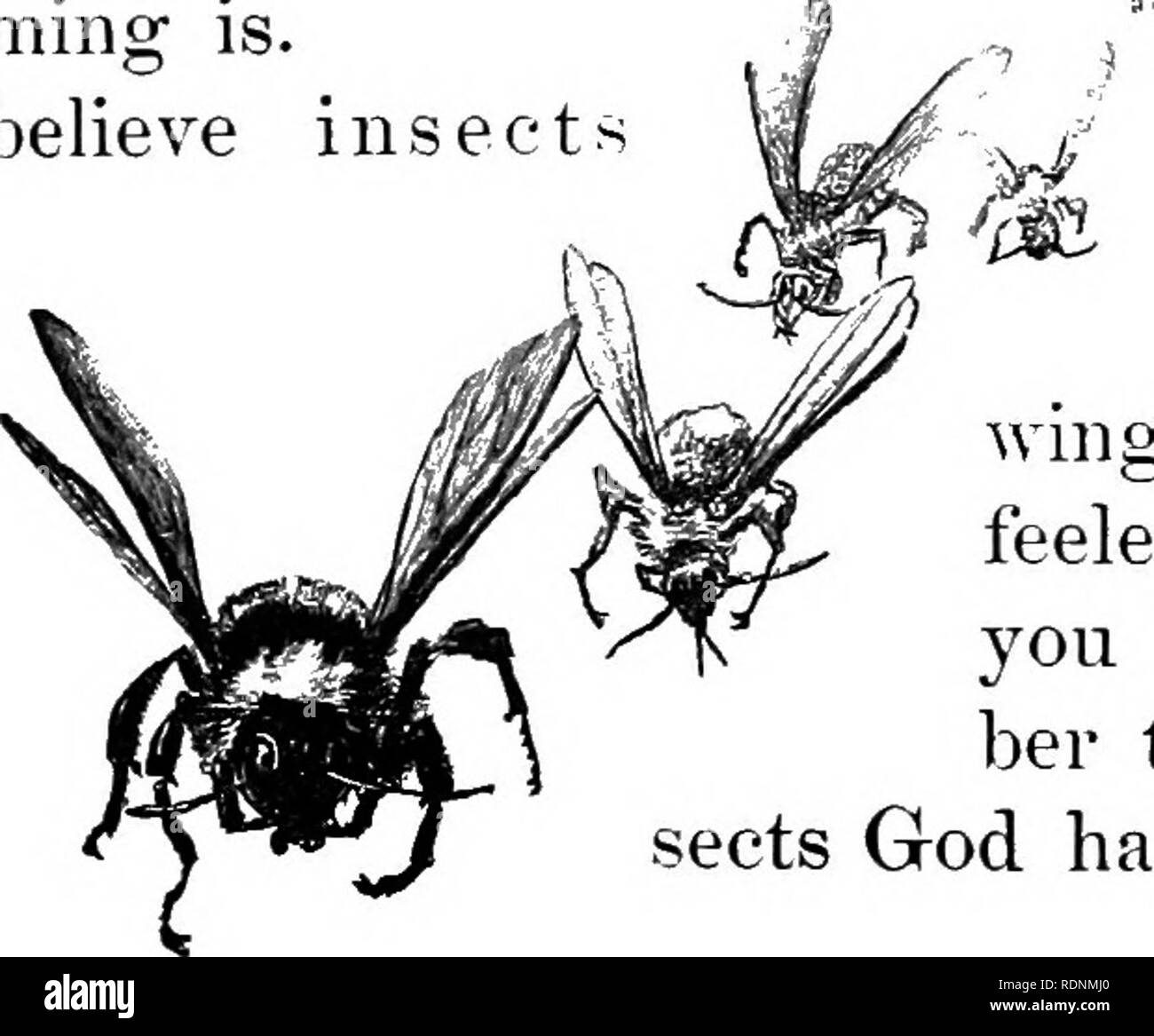 Furry insects Black and White Stock Photos & Images - Alamy