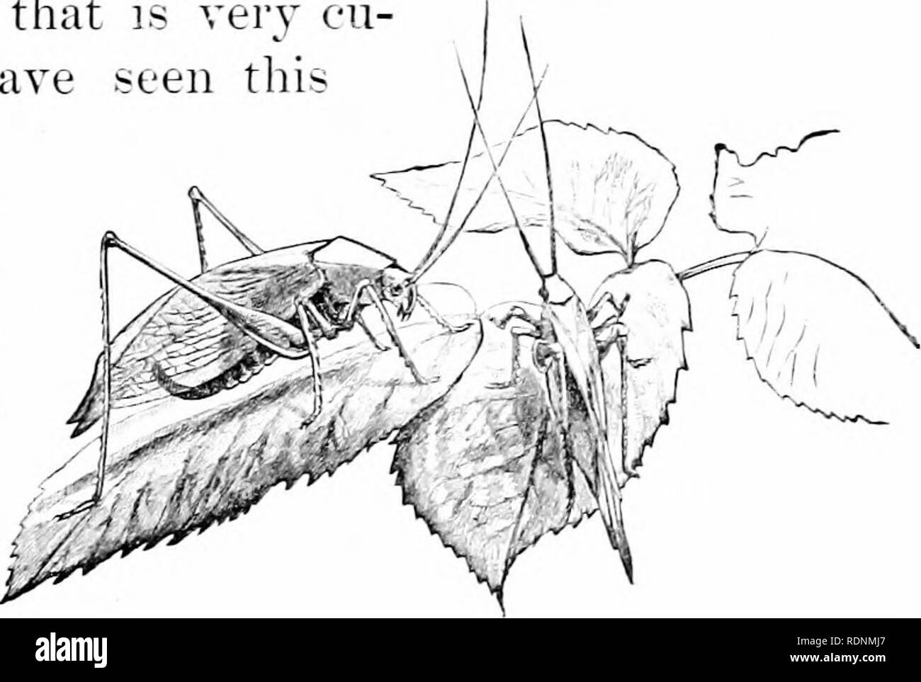 Furry insects Black and White Stock Photos & Images - Alamy