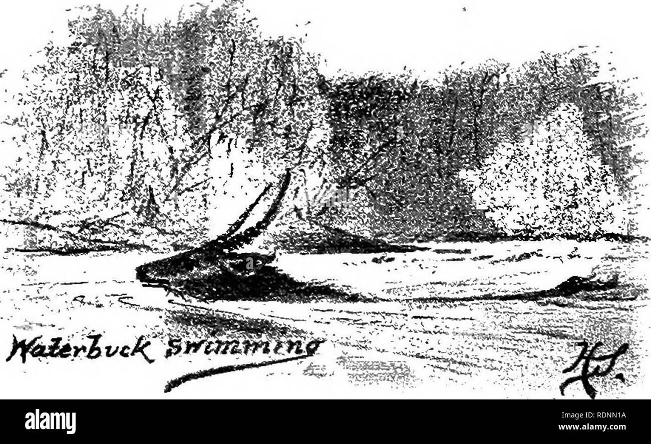 Chap buck Black and White Stock Photos & Images - Alamy