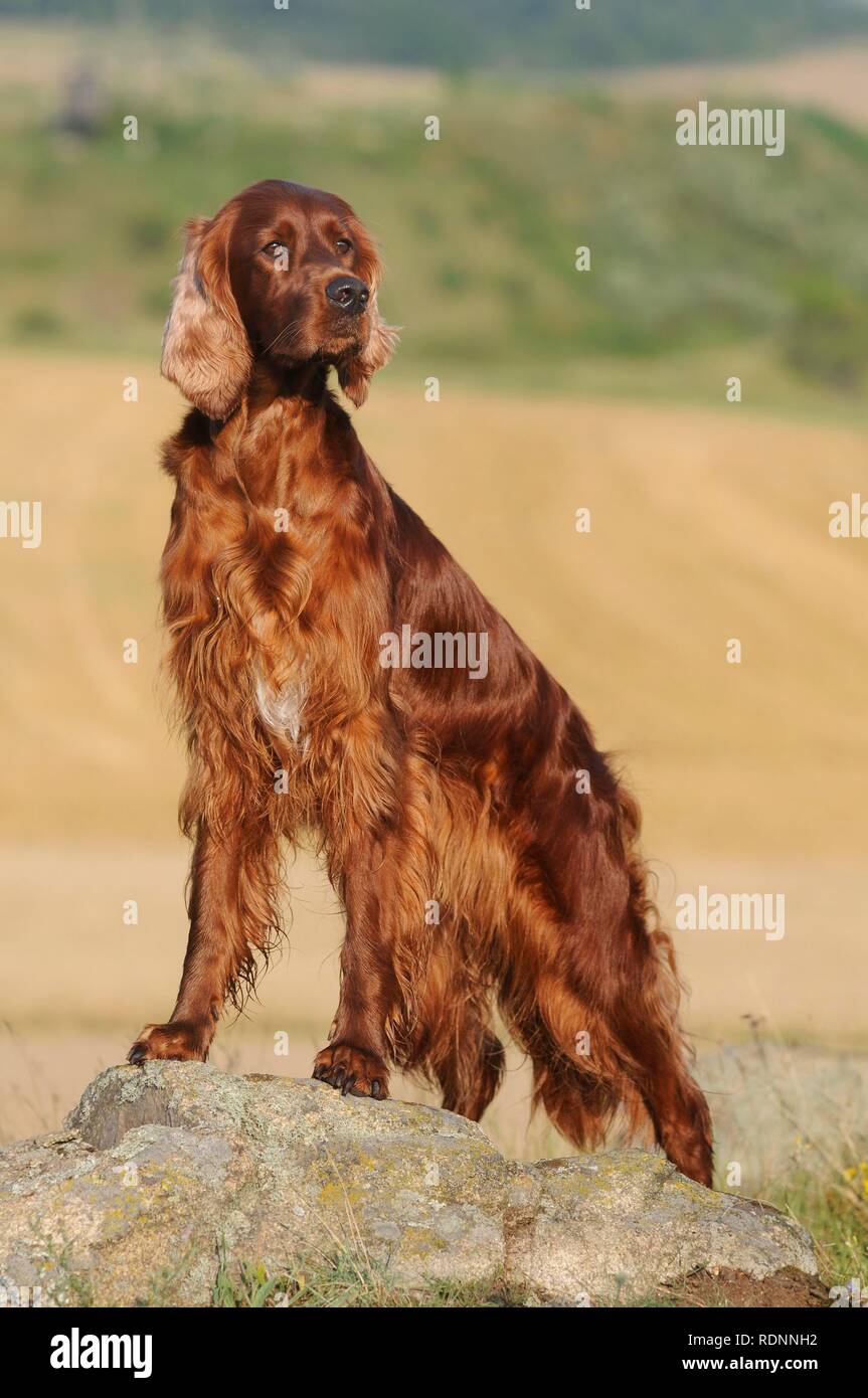 Irish setter hi-res stock photography and images - Alamy