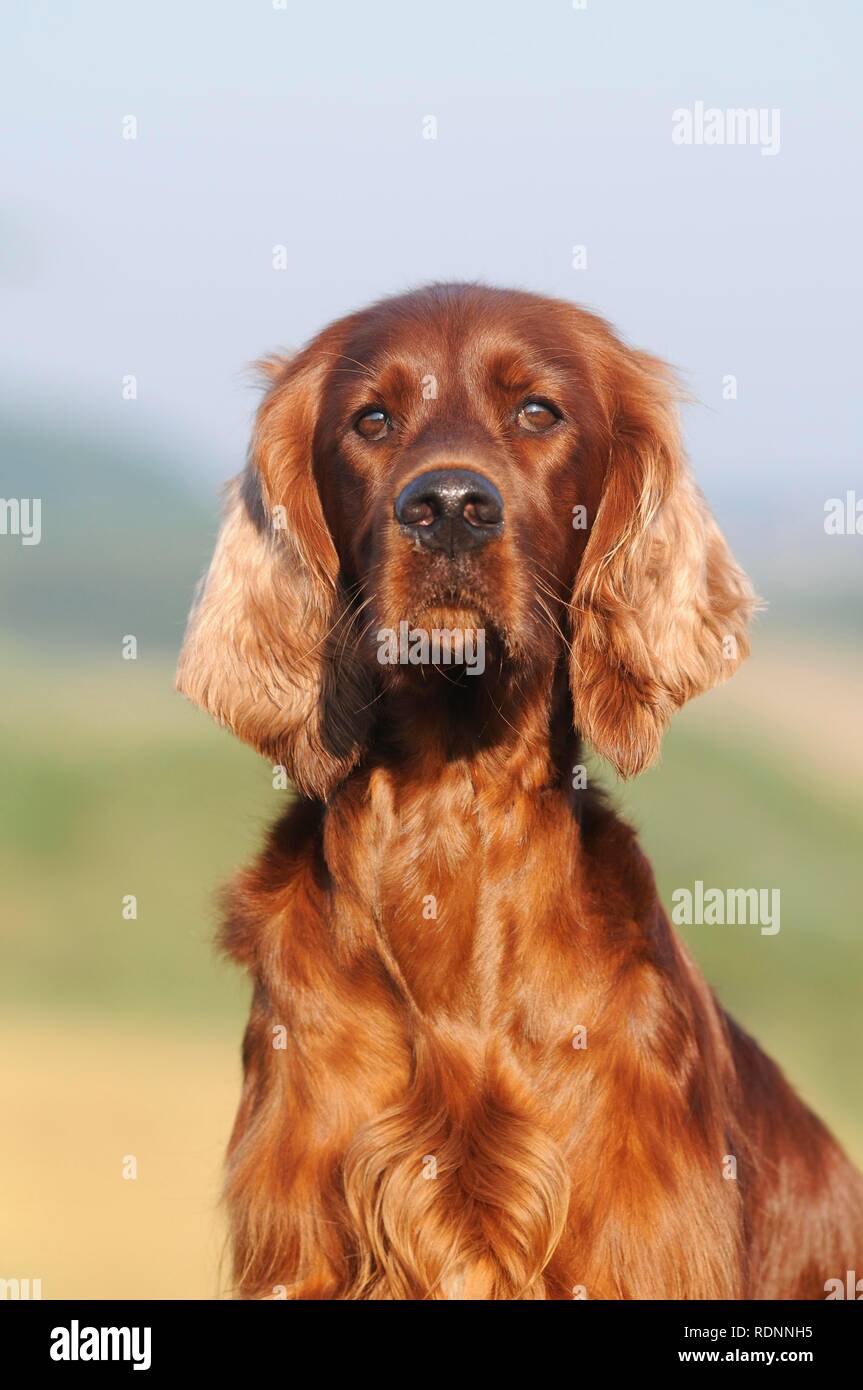 Irish setter hi-res stock photography and images - Alamy