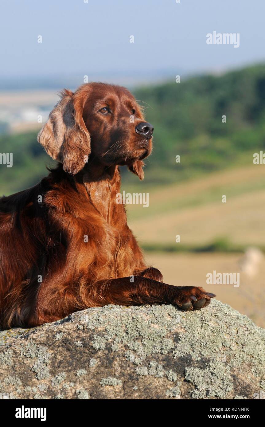 Irish setter hi-res stock photography and images - Alamy