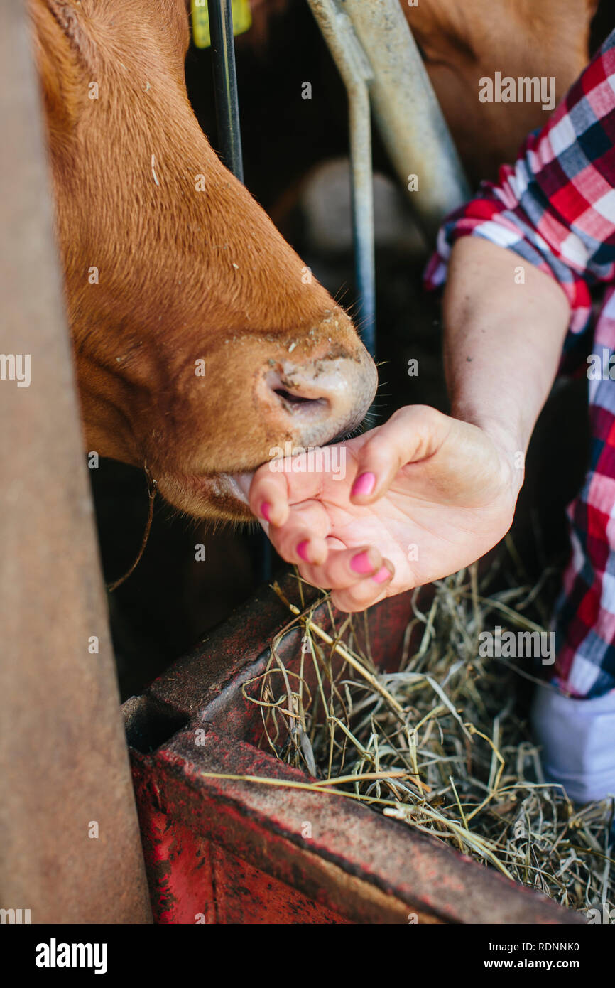 Human and animals on the farm hi-res stock photography and images - Alamy