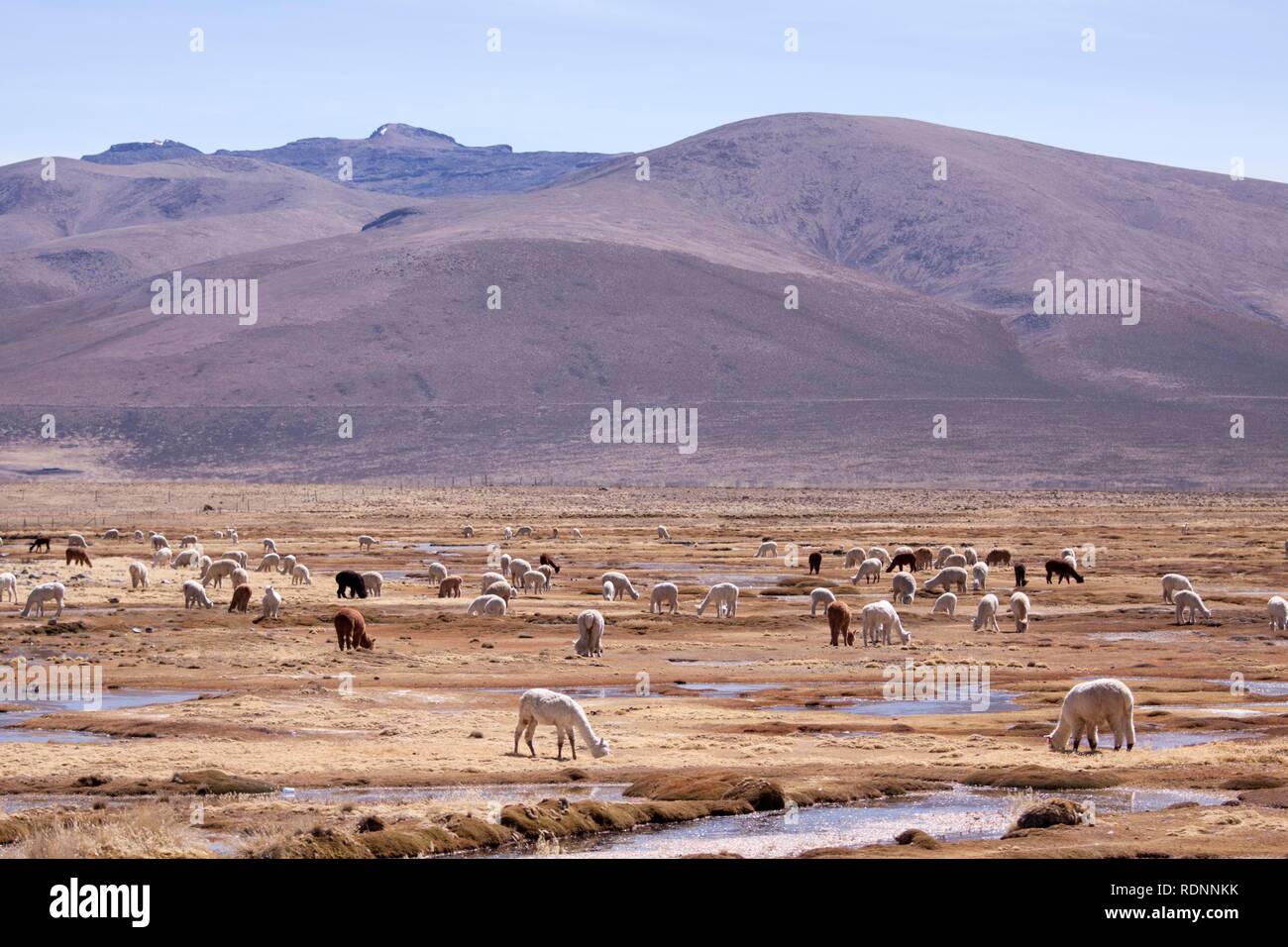 Lamas peru hi-res stock photography and images - Alamy