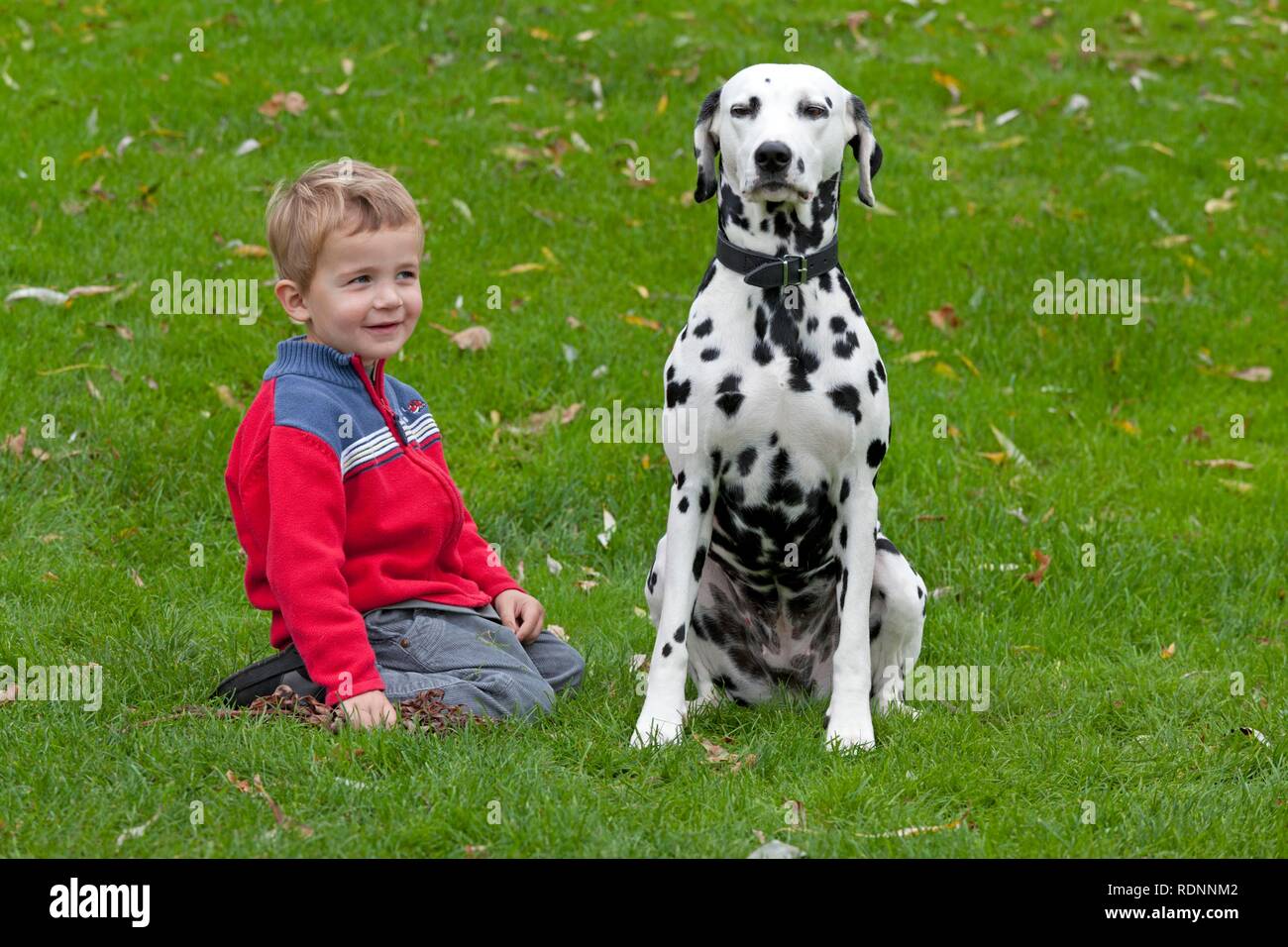 Little boy with Dalmatian Stock Photo - Alamy