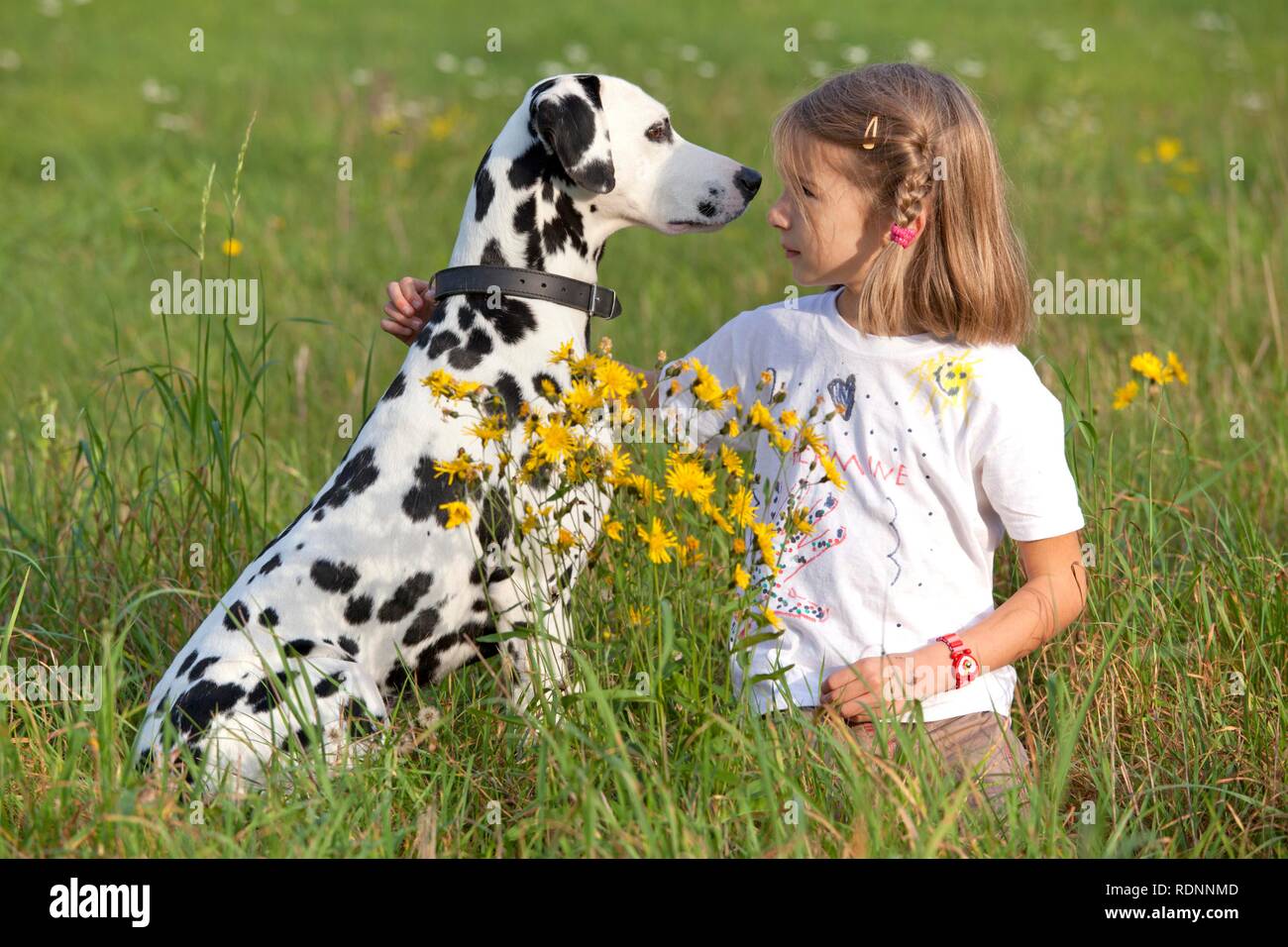 Little girl with Dalmatian in a meadow Stock Photo - Alamy