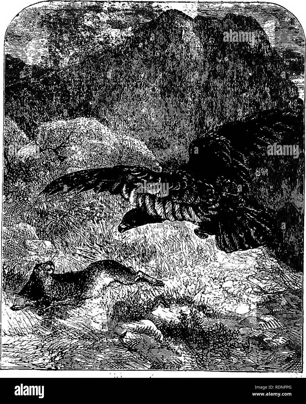 Tame eagles Black and White Stock Photos & Images - Alamy