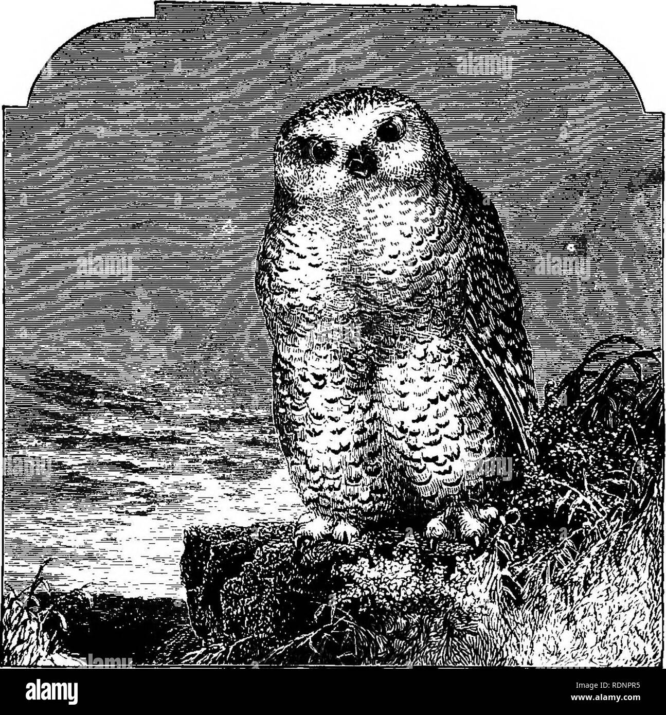 Snakes nest Black and White Stock Photos & Images - Alamy