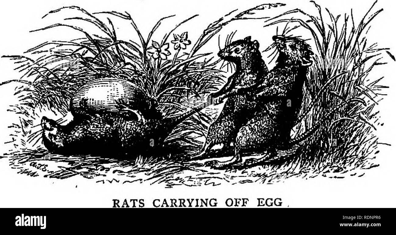 Rat catchers hi-res stock photography and images - Alamy