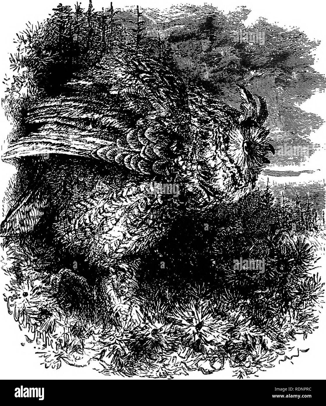 Ratcatchers hi-res stock photography and images - Alamy