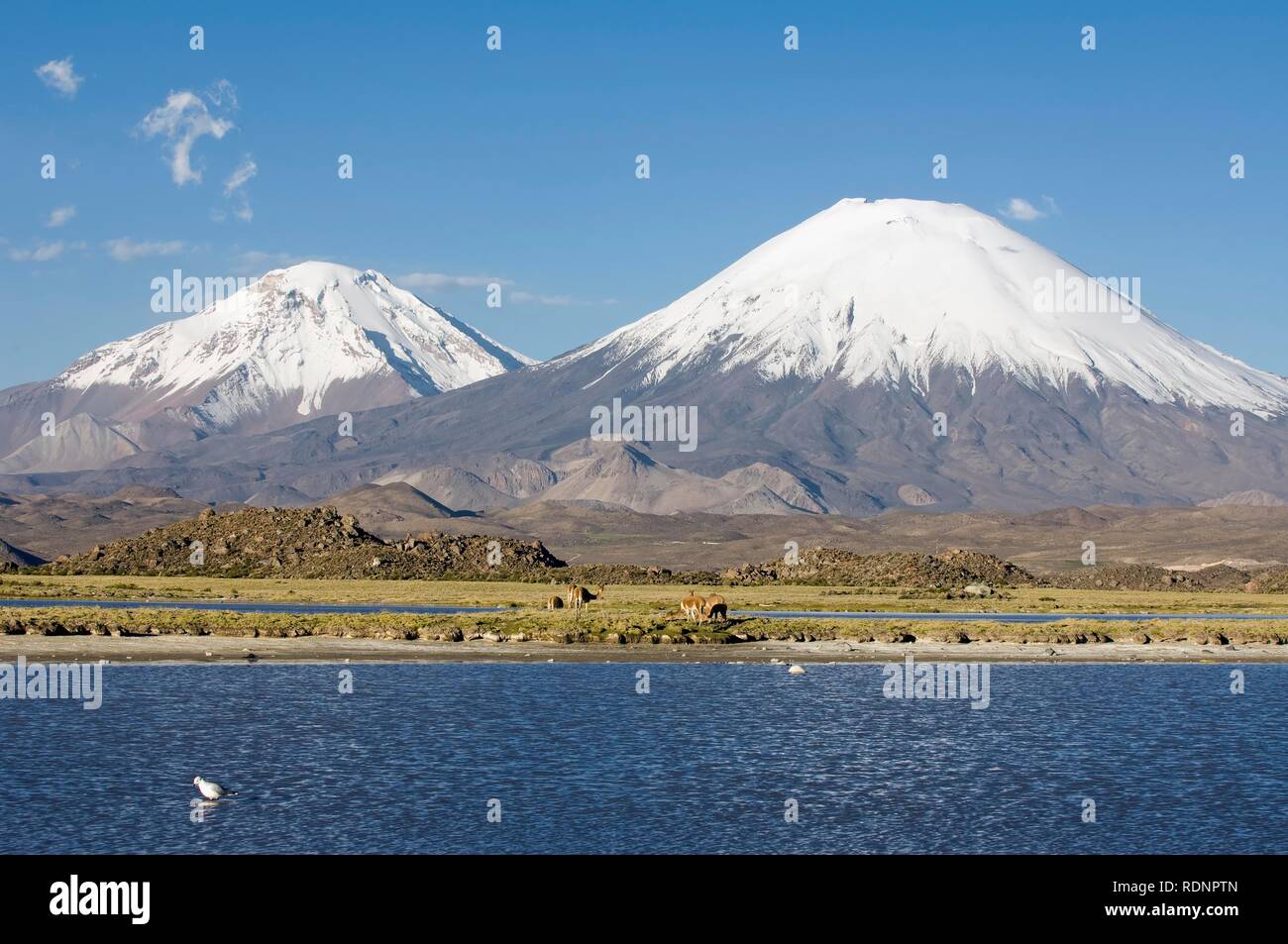 Parinacota and pomerape volcanos hi-res stock photography and images ...