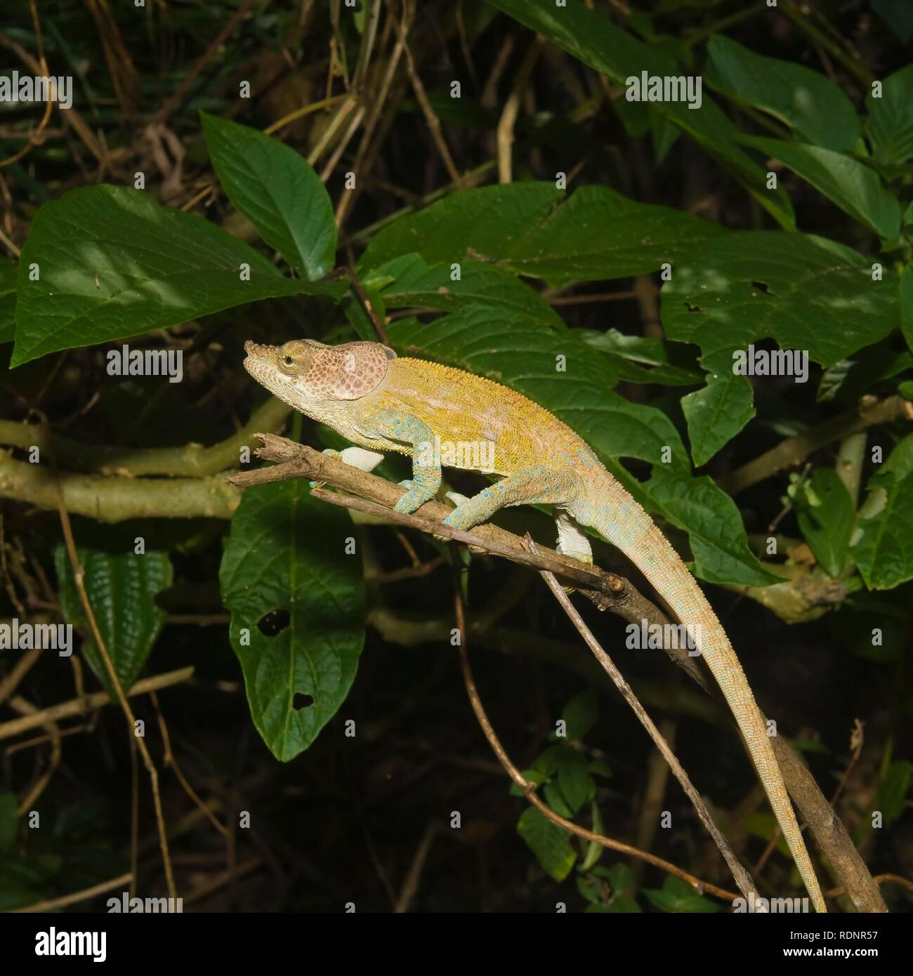 Elephant eared chameleons hi-res stock photography and images - Alamy