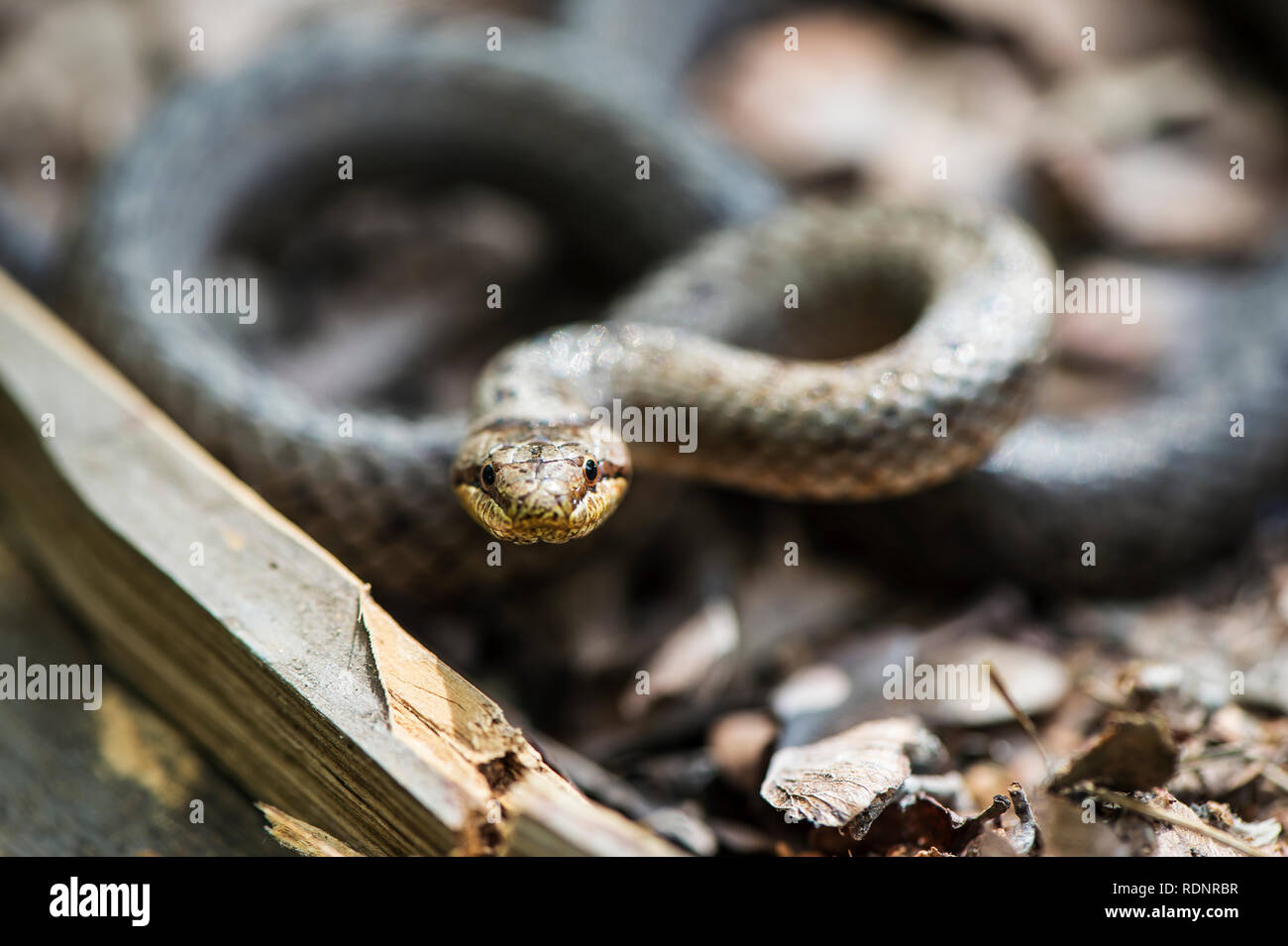 Snake on ground Stock Photo - Alamy