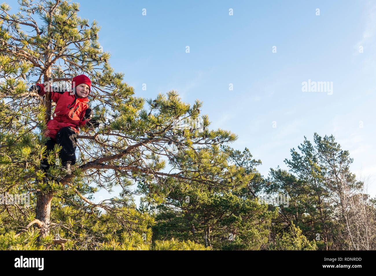 Boy in tree Stock Photo - Alamy