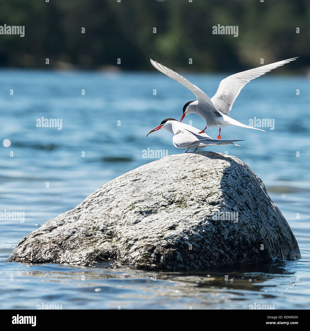 Birds on rock in lake Stock Photo - Alamy
