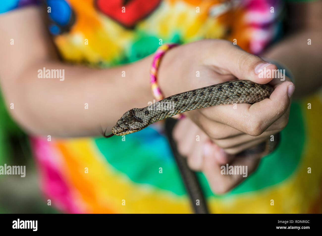 Girl with snake hi-res stock photography and images - Alamy
