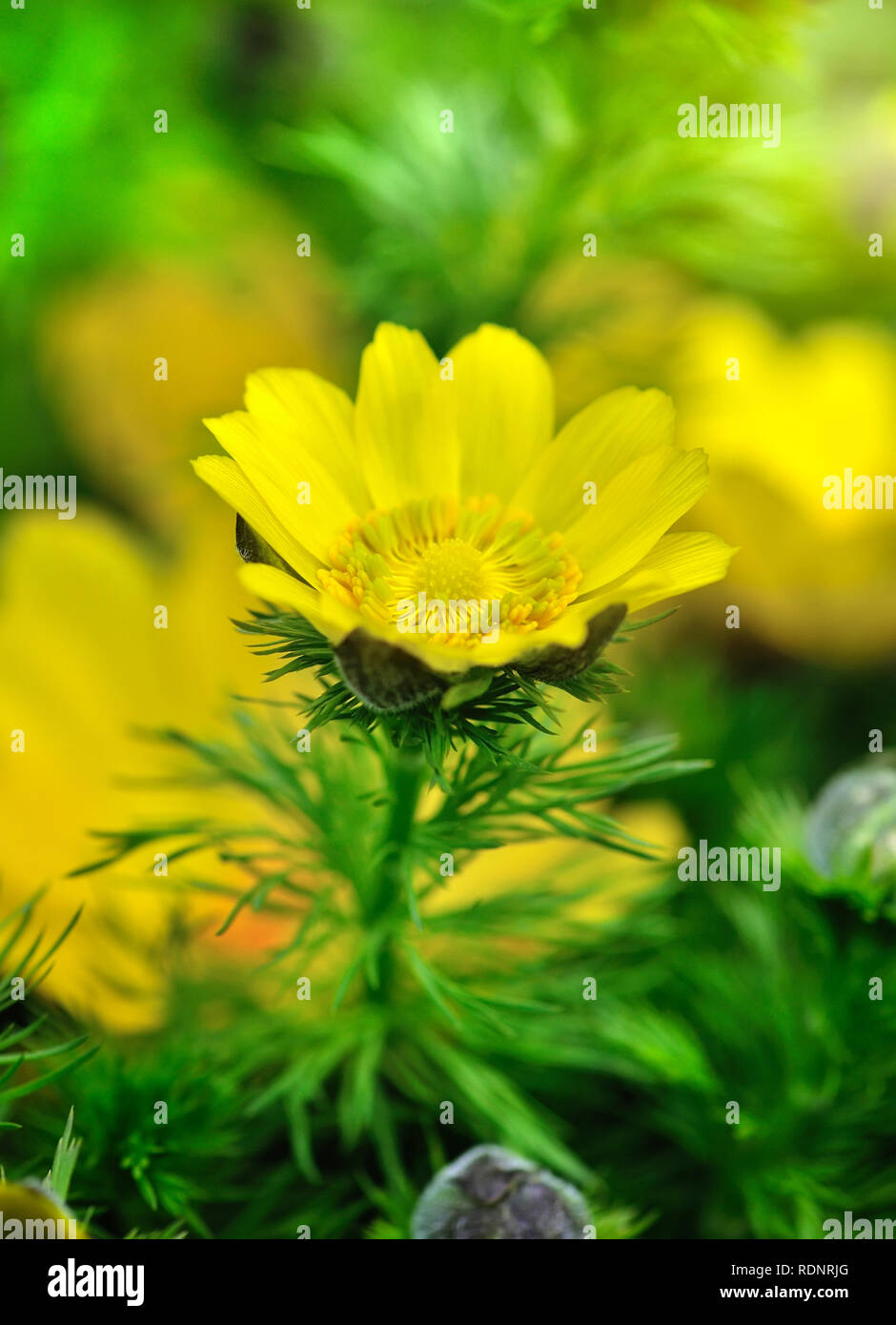 Yellow flowers of adonis (Adonis vernalis Stock Photo - Alamy