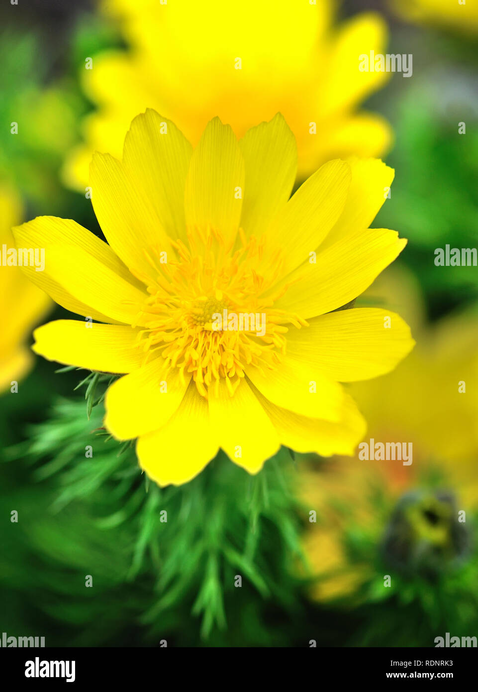 Yellow flowers of adonis (Adonis vernalis Stock Photo - Alamy