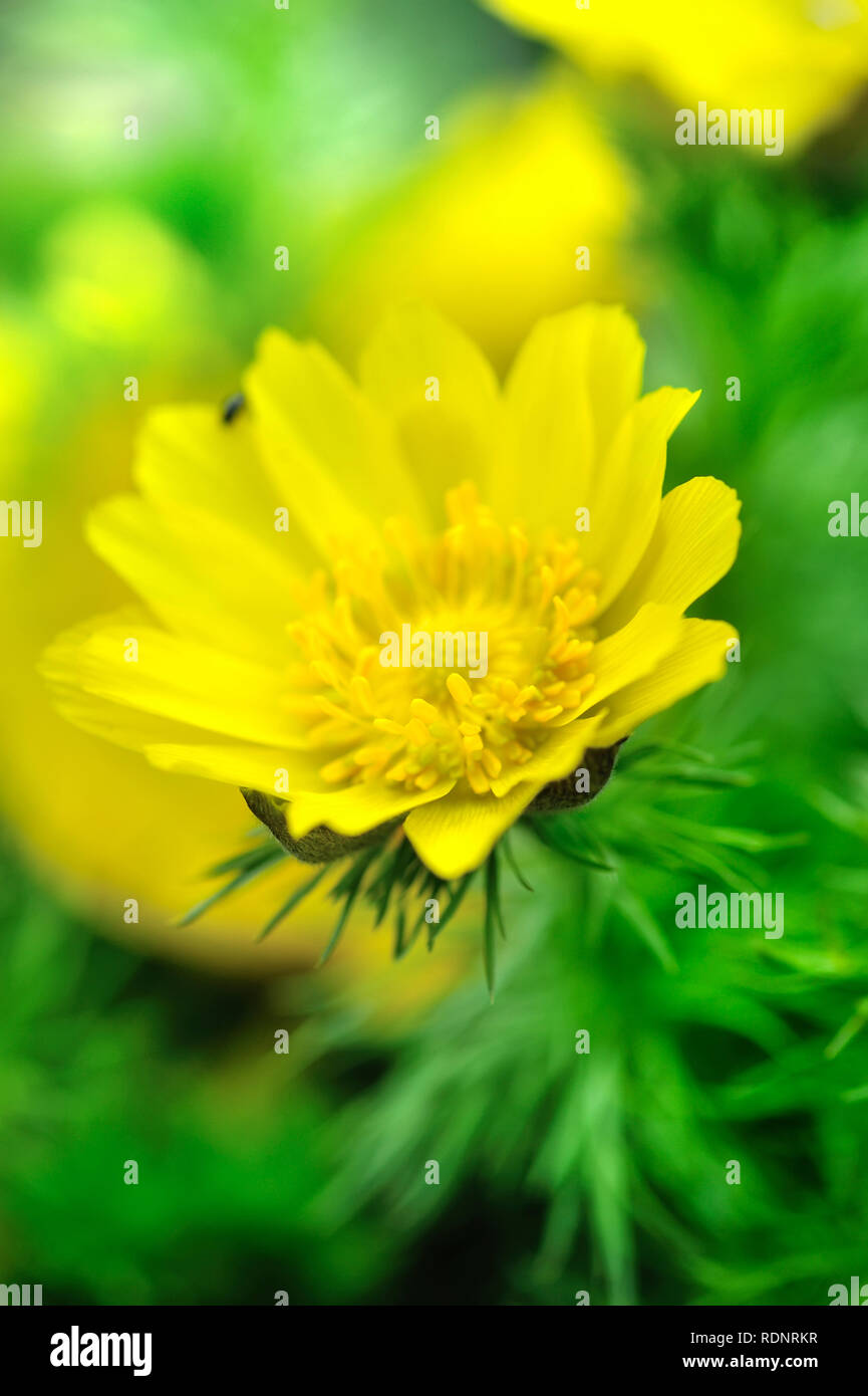 Yellow flowers of adonis (Adonis vernalis Stock Photo - Alamy