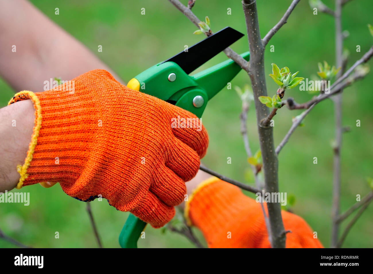 Hands with gloves of gardener doing maintenance work, pruning the tree ...