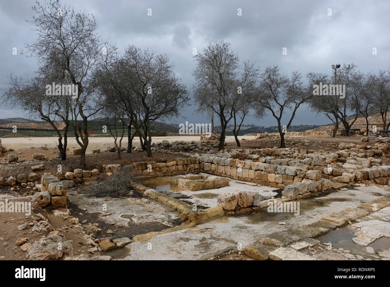 Olive trees growing amid ruins in the archaeological site of Tel Shiloh ...