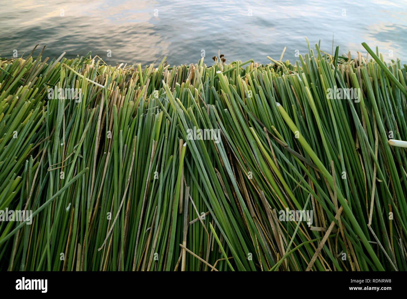 The Famous Uros Floating Islands, Built with Totora Reeds, Lake ...