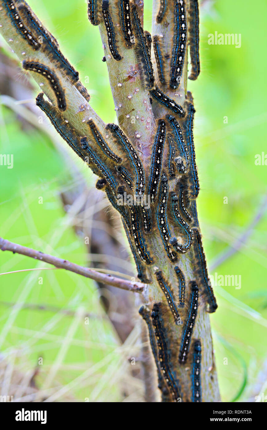 A group of tent caterpillars crawl on a small tree trunk Stock Photo ...