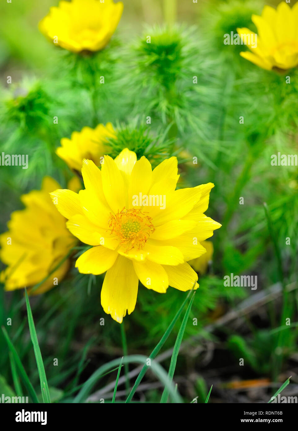 Medicinal plant adonis yellow hi-res stock photography and images - Alamy