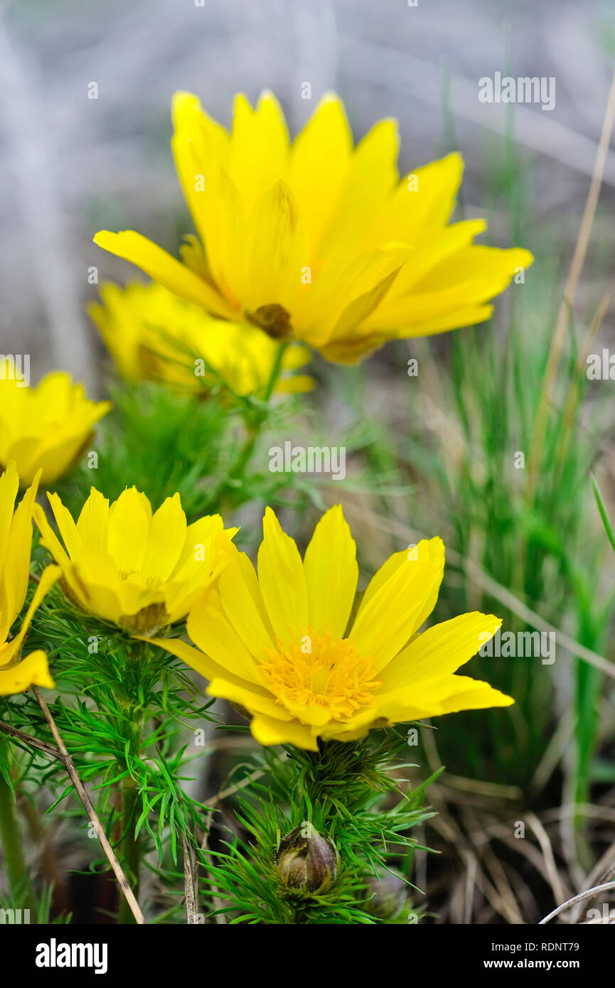 Yellow flowers of adonis (Adonis vernalis Stock Photo - Alamy