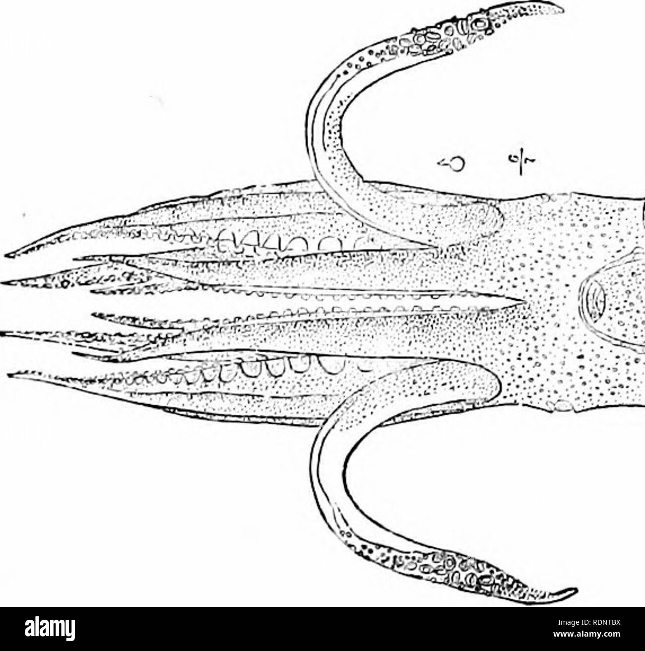 Giant squid architeuthis Black and White Stock Photos & Images - Alamy