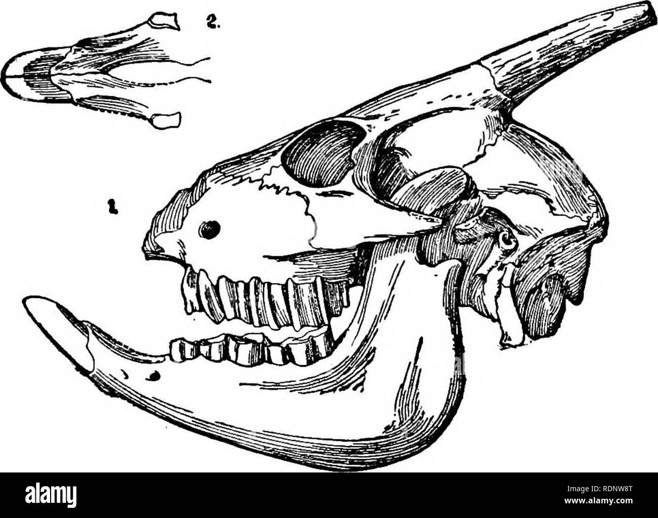 Rat teeth not mole not vole Black and White Stock Photos & Images - Alamy