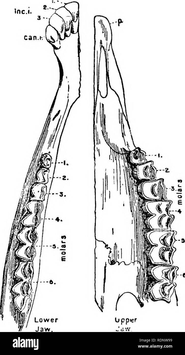 . Science from an easy chair; a second series. Science; Natural history ...