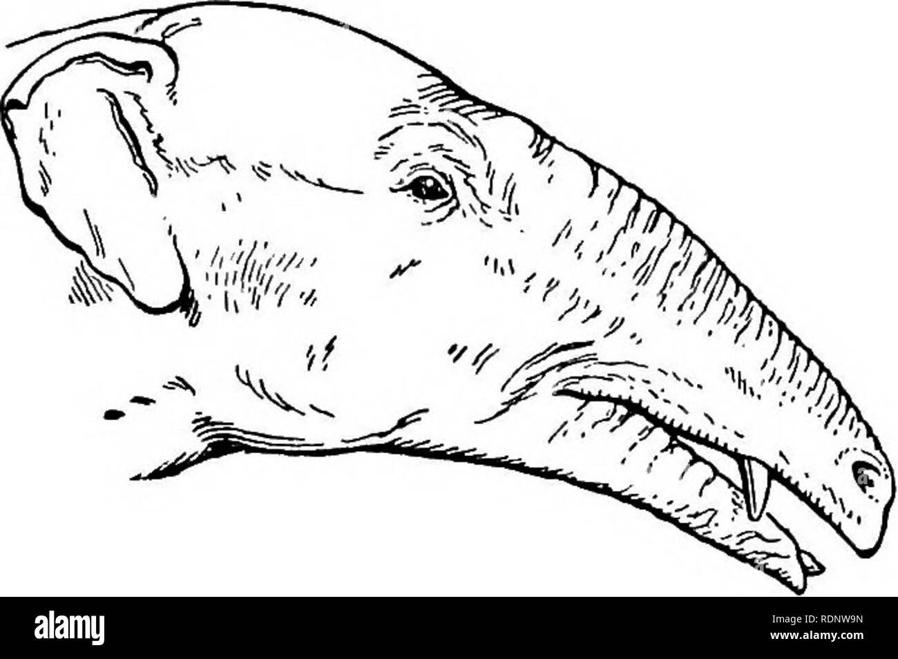 Lower jaw of an elephant Cut Out Stock Images & Pictures - Alamy