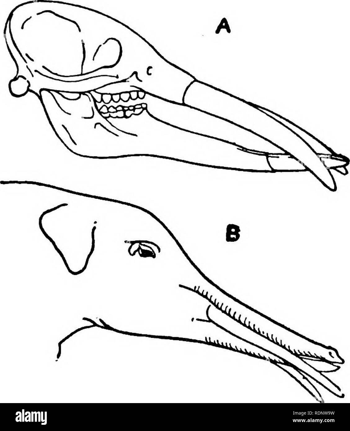 Skull elephant Black and White Stock Photos & Images - Alamy