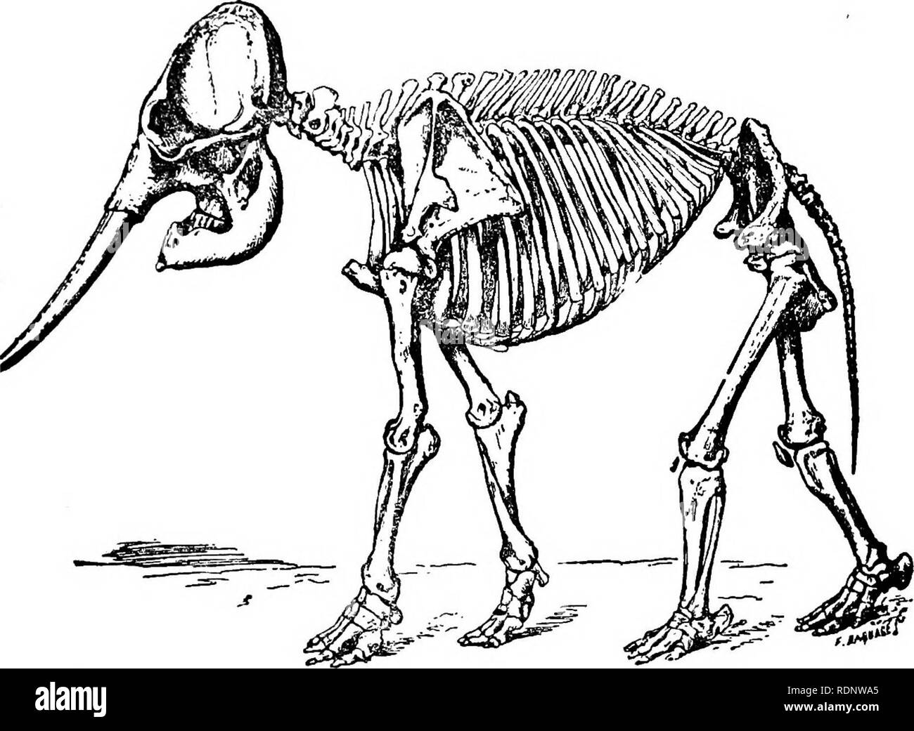 Giraffe toes hi-res stock photography and images - Alamy